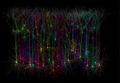 A Network of Pyramidal Cells i [IMAGE] | EurekAlert! Science News Releases