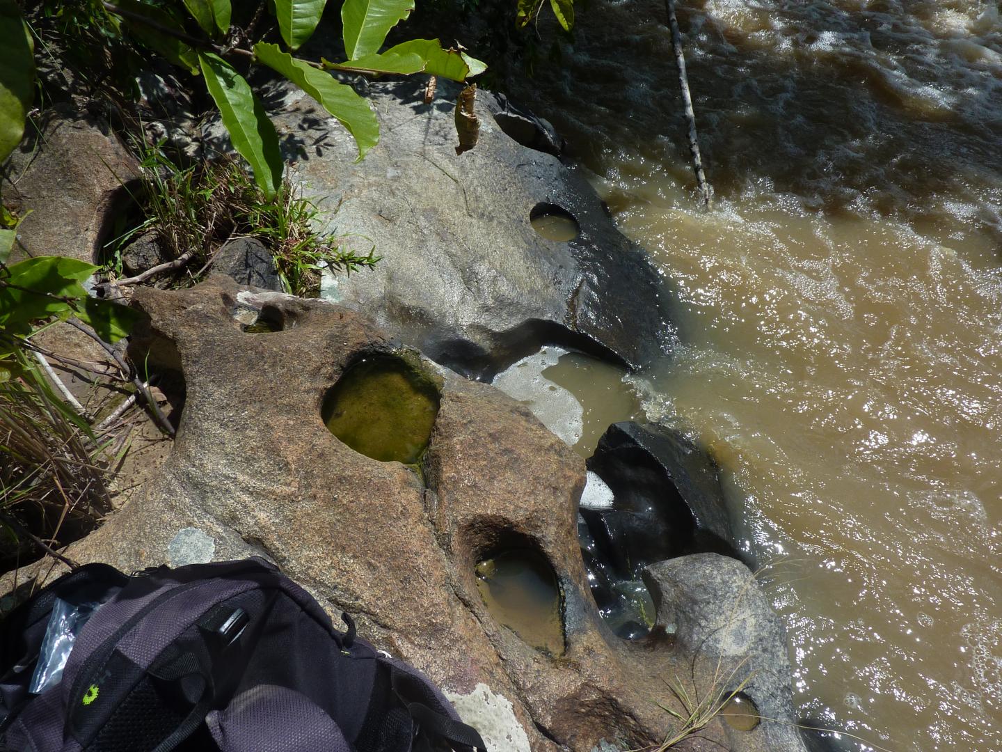 Exposing Mosquito Larvae to Certain Bacteria | EurekAlert!