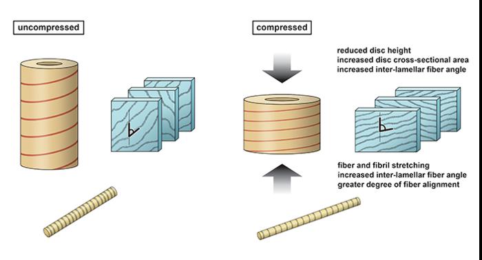 A simplified model of disc com [IMAGE] | EurekAlert! Science News Releases