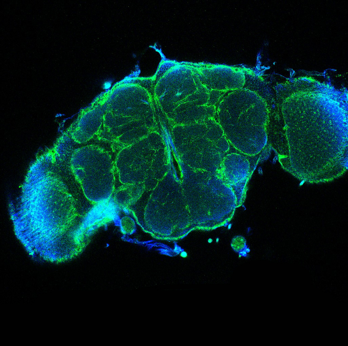Fly brain [IMAGE] | EurekAlert! Science News Releases