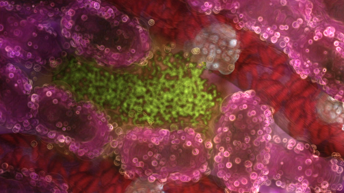 Malaria Invasion [IMAGE] | EurekAlert! Science News Releases