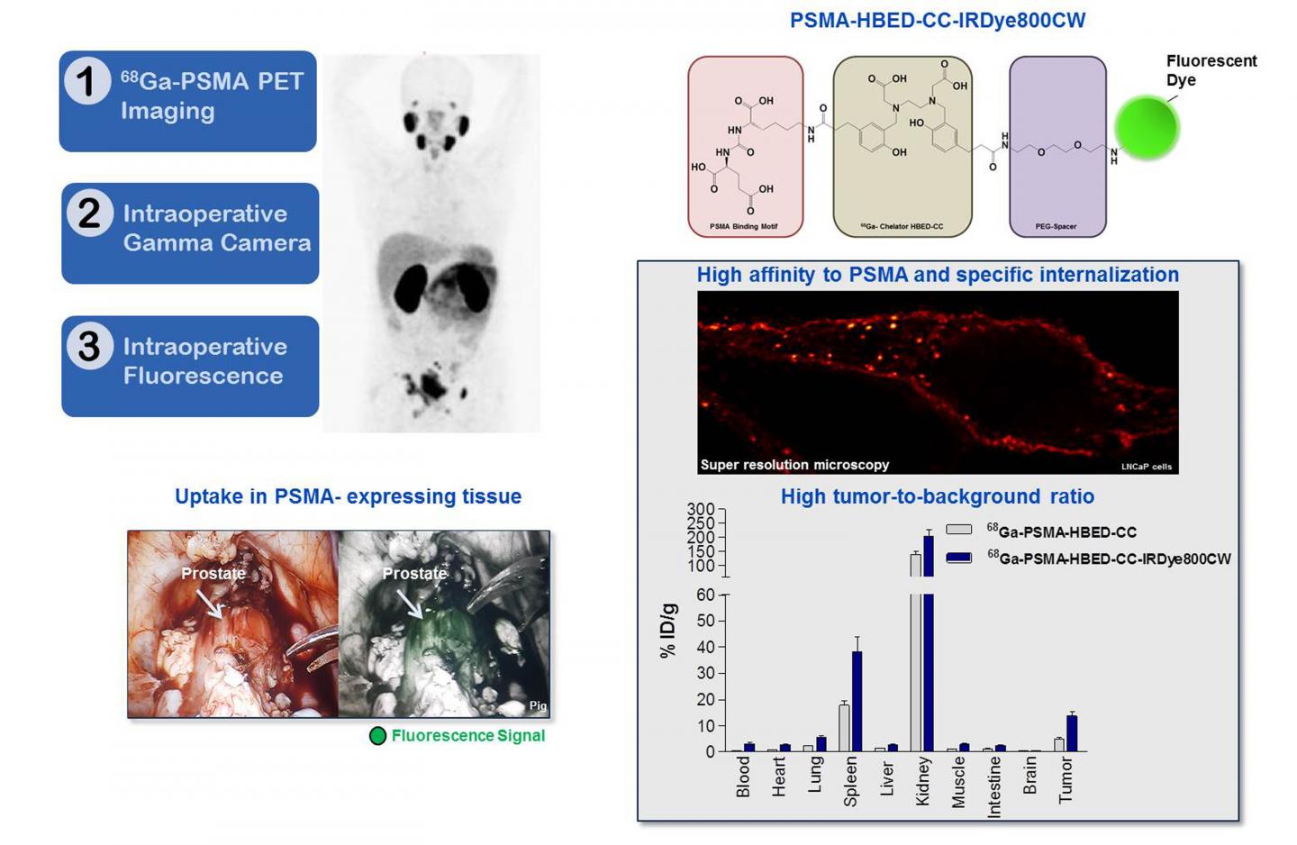 SNMMI Image of the Year: PET and optical imag | EurekAlert!