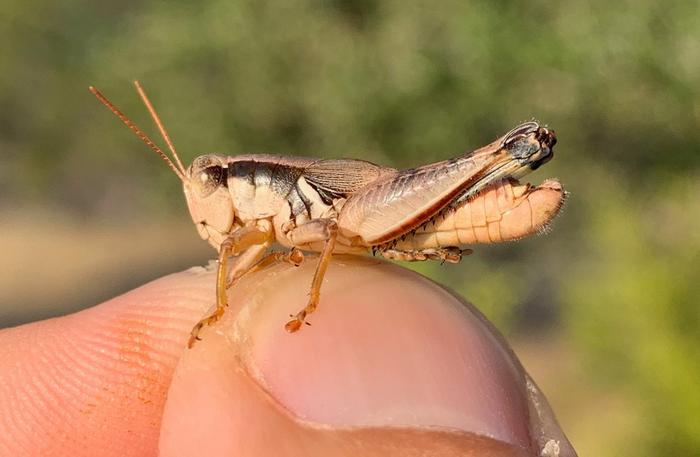 New grasshopper species from central Texas ho | EurekAlert!
