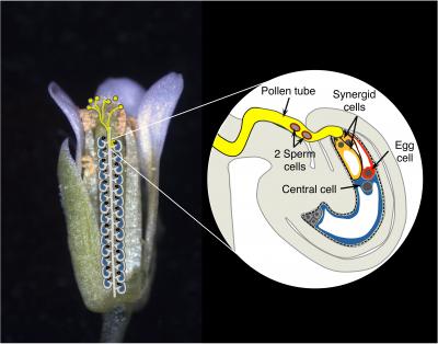 During Plant Fertilization, th [IMAGE] | EurekAlert! Science News Releases