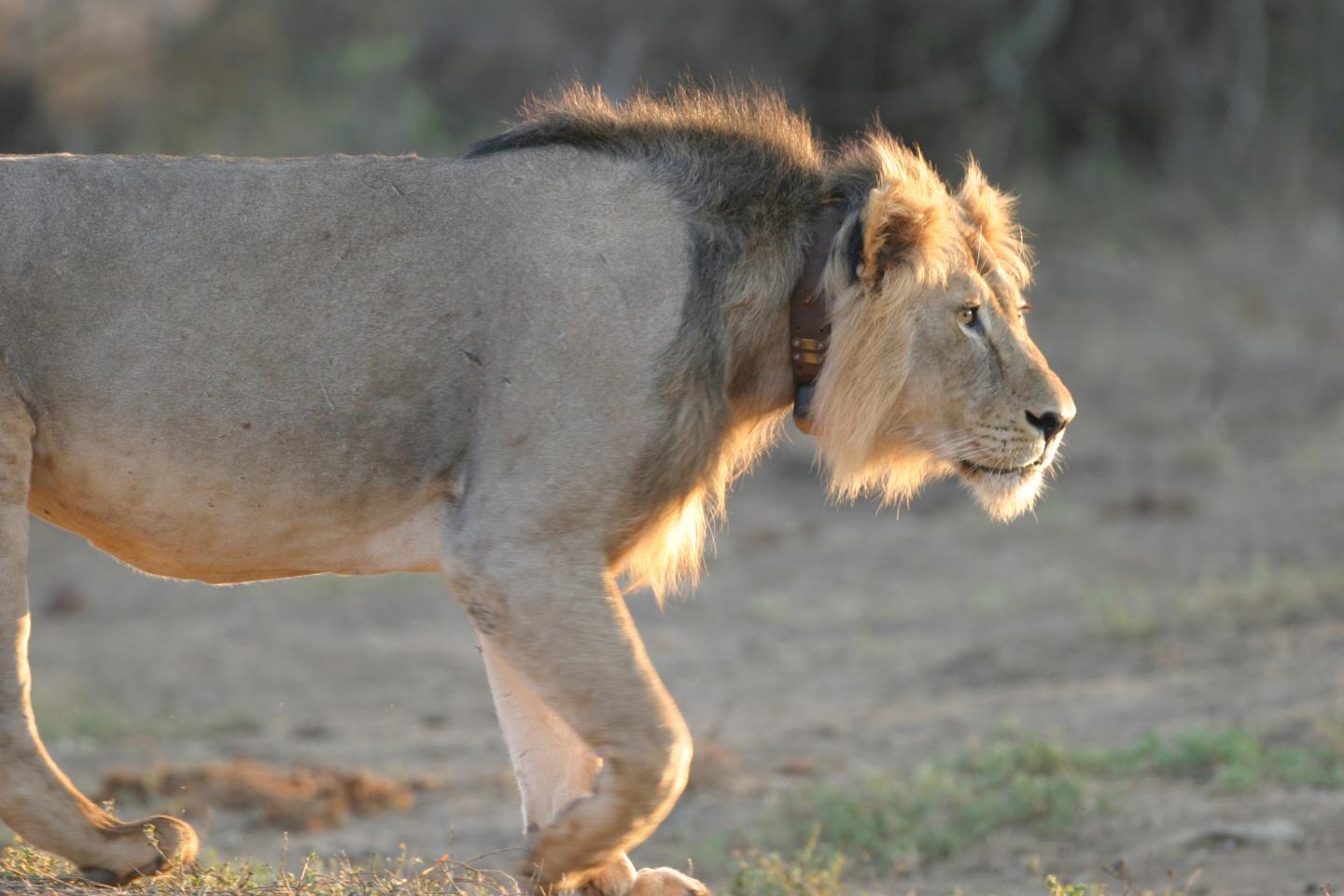 Where Humans Set Up Camp, Animals Roam Much S | EurekAlert!