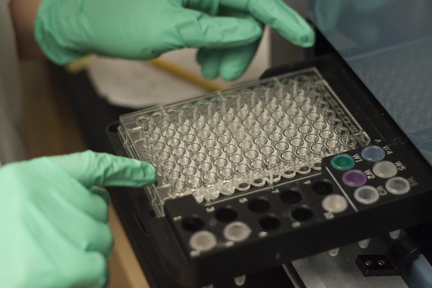 Measuring Bacteria Growth [IMAGE] | EurekAlert! Science News Releases