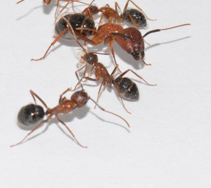 Blood-brain barrier governs ant behavior by a | EurekAlert!