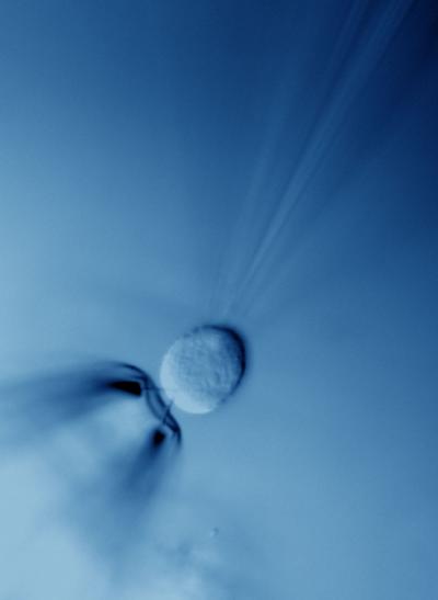 Two-Terminal Nanowire Nanoprob [IMAGE] | EurekAlert! Science News Releases