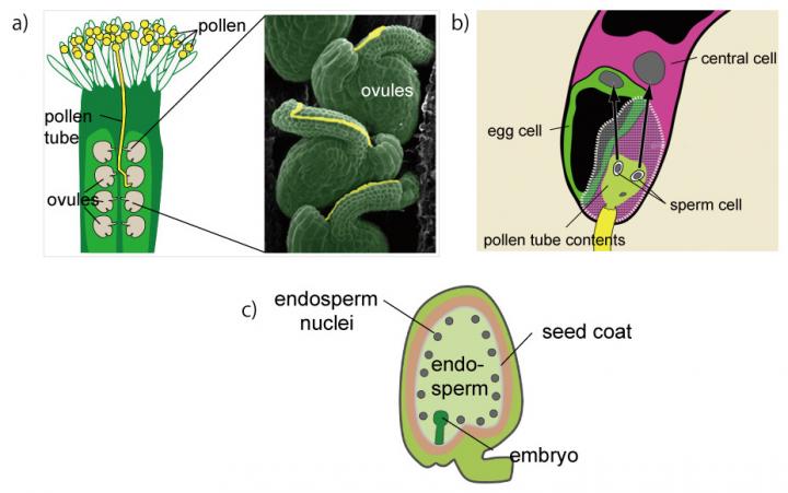 Growth of Pollen Tube Towards [IMAGE] | EurekAlert! Science News Releases