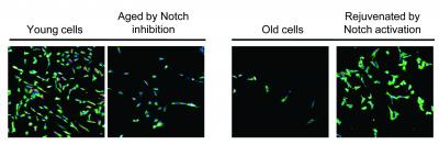 Stem Cell Activity [IMAGE] | EurekAlert! Science News Releases