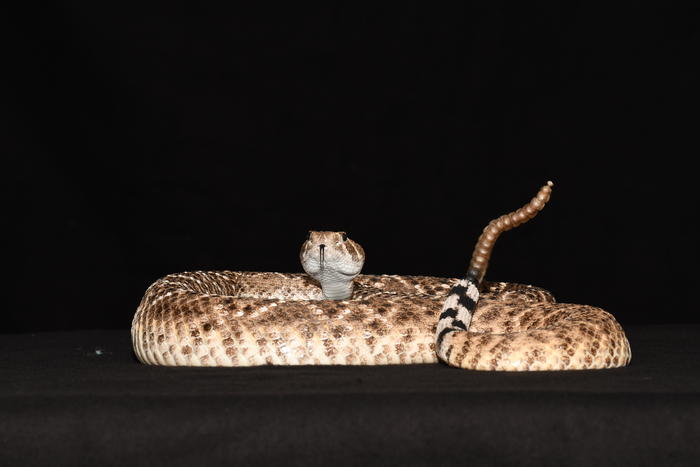 Western diamondback rattlesnak [IMAGE] | EurekAlert! Science News Releases