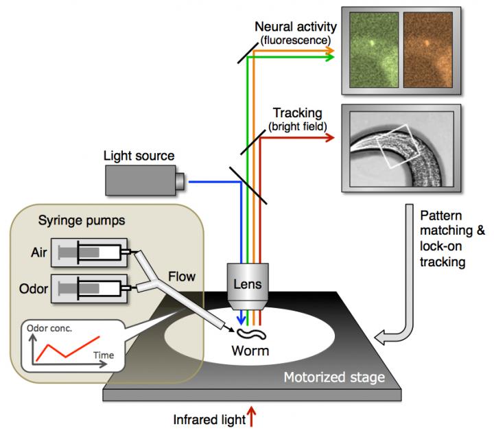 Robotic Microscope System [IMAGE] | EurekAlert! Science News Releases
