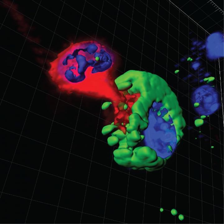 Macrophage [IMAGE] | EurekAlert! Science News Releases