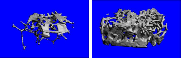 Aging Female Mouse Femur Bone, [IMAGE] | EurekAlert! Science News Releases