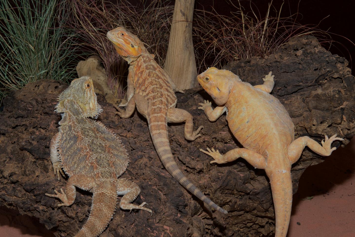 Reptile Scales, Bird Feathers, Mammal Hairs E | EurekAlert!