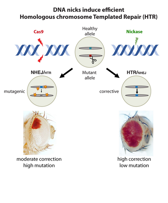DNA nicks induce efficient HTR [IMAGE] | EurekAlert! Science News Releases