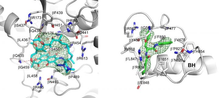 RNAP and Rifampin [IMAGE] | EurekAlert! Science News Releases
