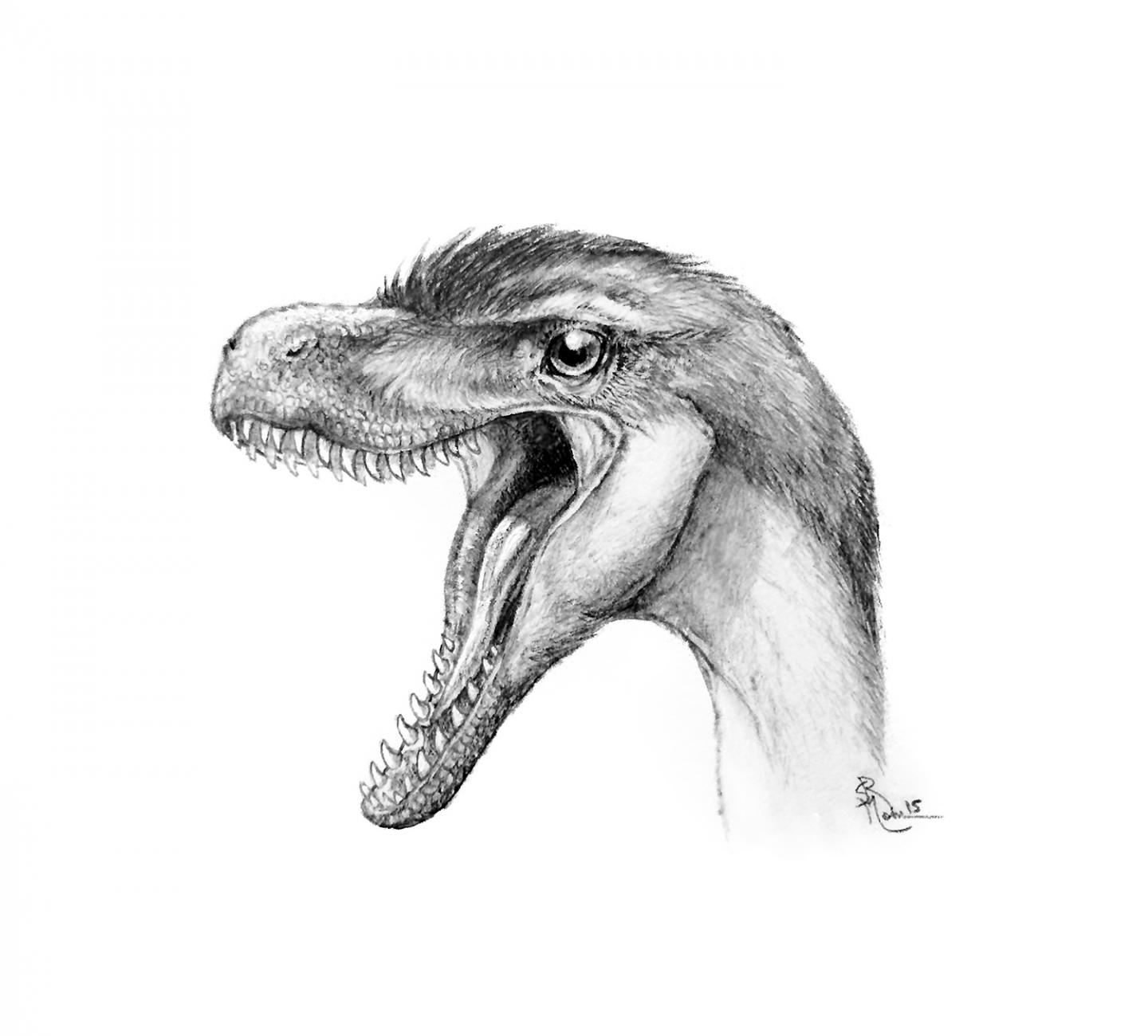 Small Dromaeosaur from the Sou [IMAGE] | EurekAlert! Science News Releases