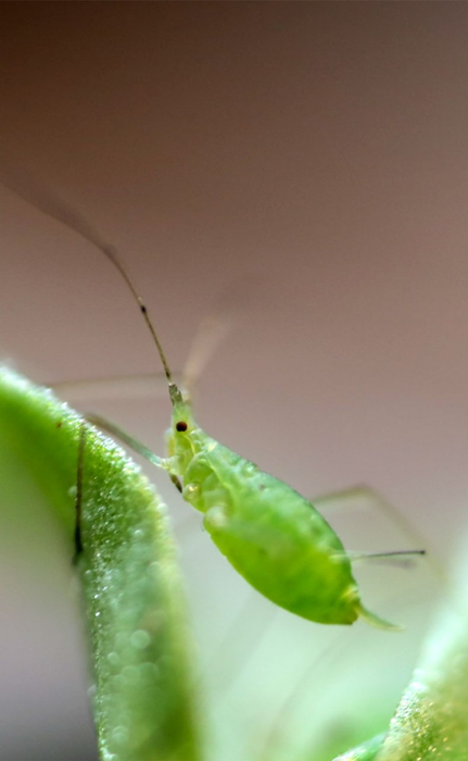 Aphid ‘honeydew’ may promote bacteria that ki | EurekAlert!