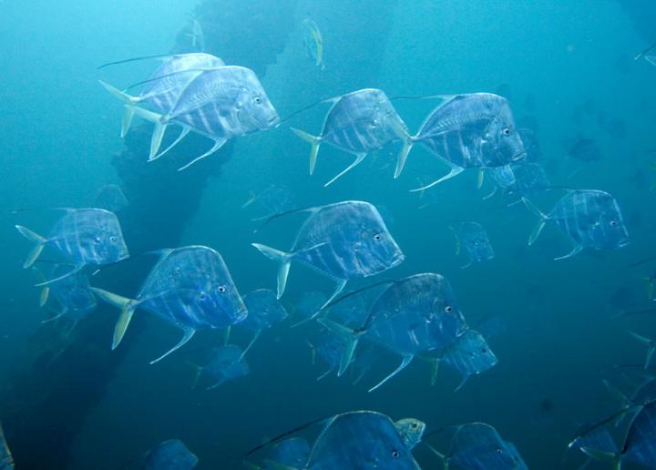 How Fish Minimize Their Visibility To Predato | EurekAlert!