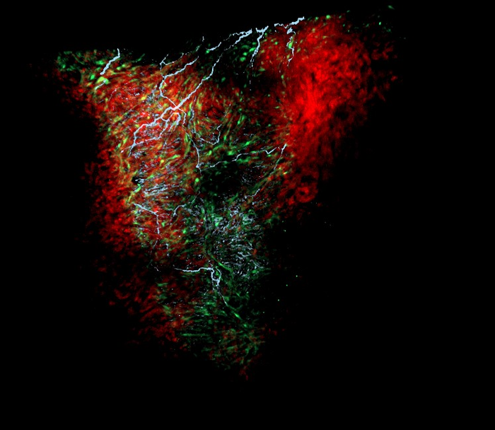 Little Known Glial Cells Regulate Development Eurekalert 