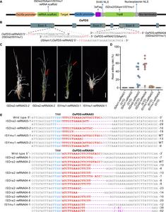 Genome editing in plants using the TnpB trans | EurekAlert!