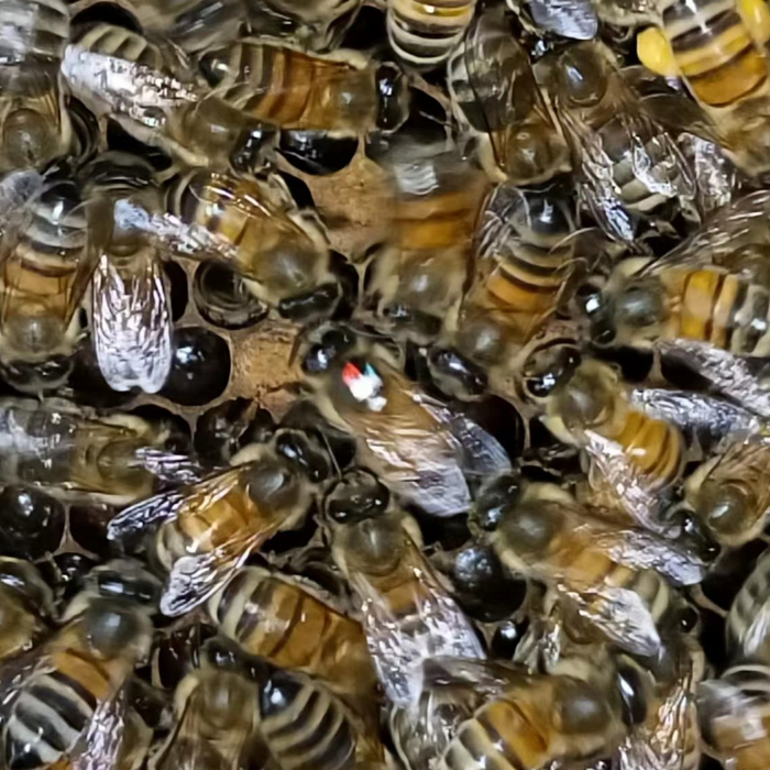 Waggle Dance [IMAGE] | EurekAlert! Science News Releases