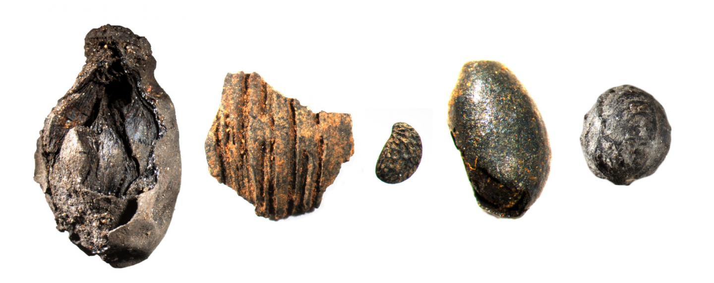 New archaeological information on the use of | EurekAlert!