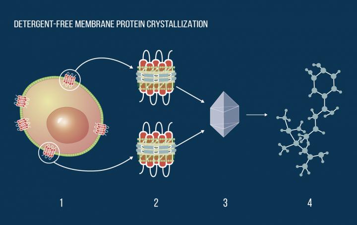 Biophysicists propose new approach for membra | EurekAlert!