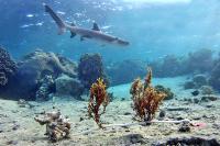 Fear of sharks influences seaweed growth on F | EurekAlert!