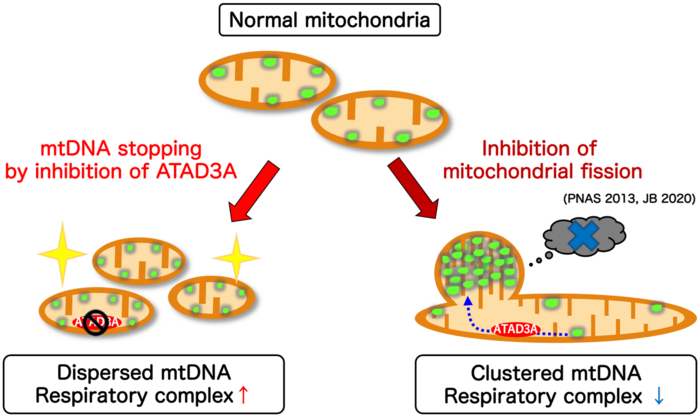 Fig. 3 [IMAGE] | EurekAlert! Science News Releases
