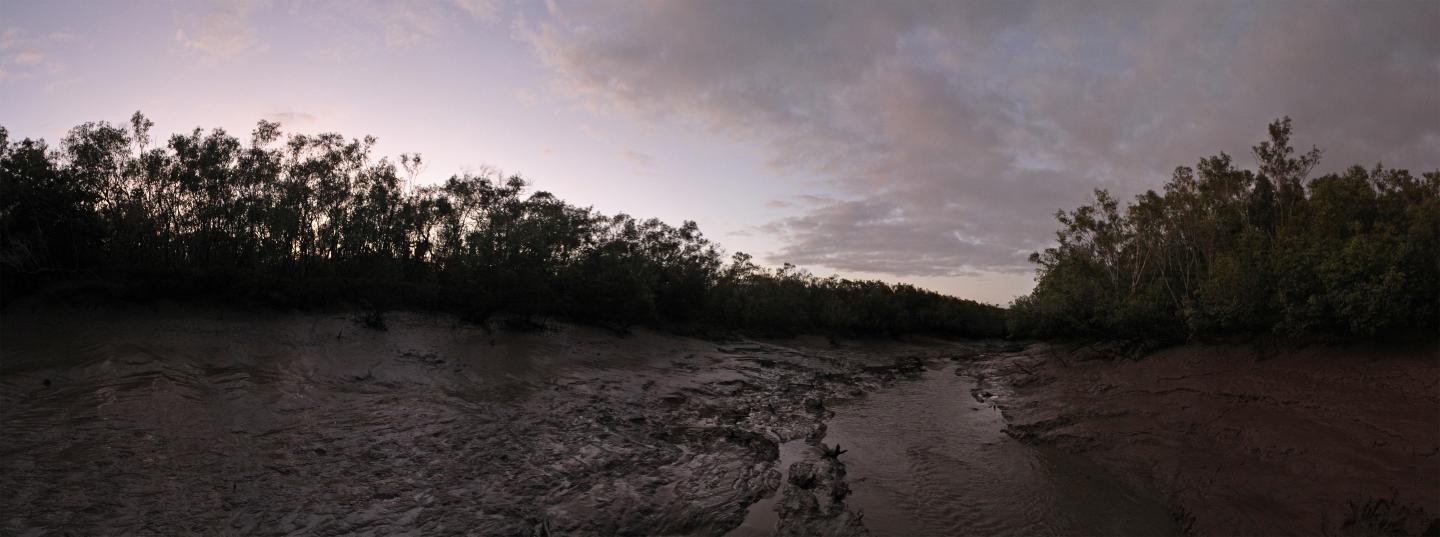Will Methane Emissions from Mangrove Sediment | EurekAlert!