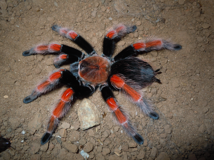 Brachypelma boehmei [IMAGE] | EurekAlert! Science News Releases