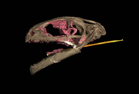 Earliest example of a rapid-fire tongue found | EurekAlert!