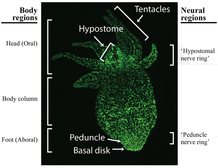Redundant neural networks in f [IMAGE] | EurekAlert! Science News Releases
