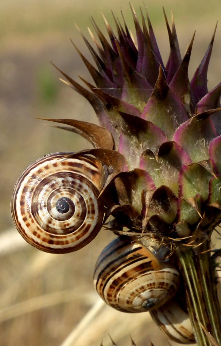 The dispersal of alien species redefines biog | EurekAlert!