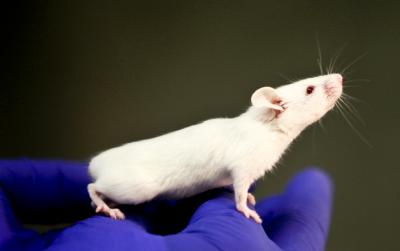 BLT Humanized Mouse [IMAGE] | EurekAlert! Science News Releases
