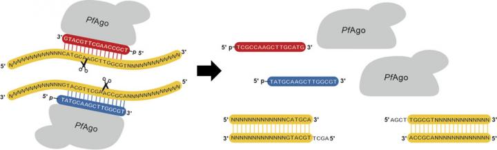 PfAgo Figure [IMAGE] | EurekAlert! Science News Releases
