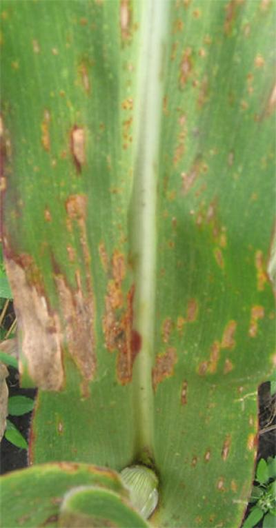 Southern Corn Leaf Blight