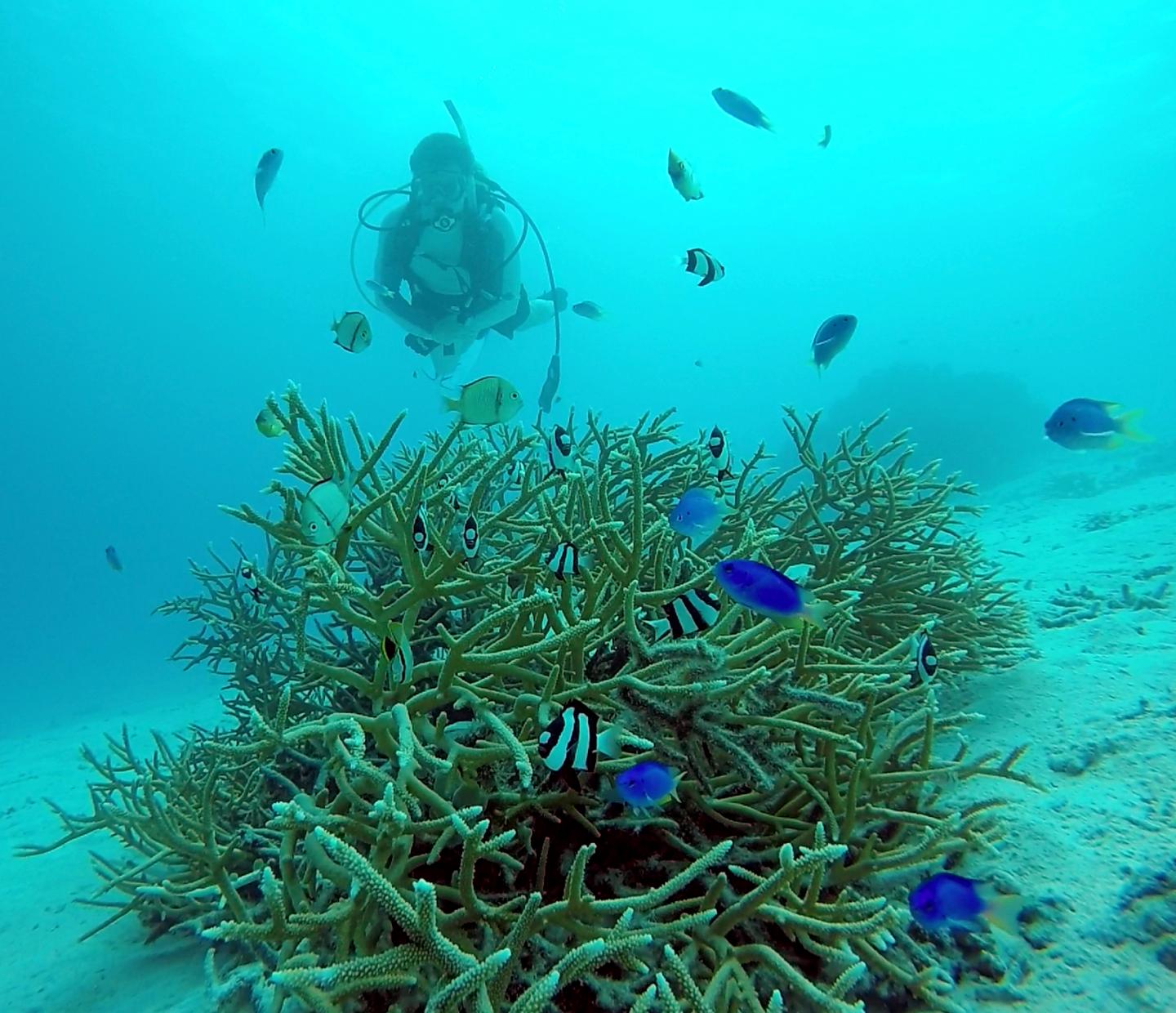 Coral [IMAGE] | EurekAlert! Science News Releases