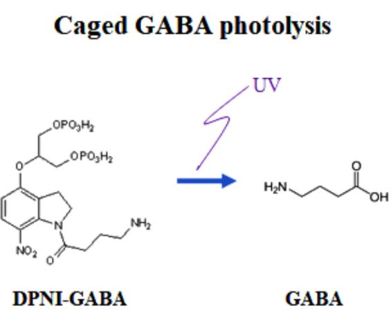 Caged GABA and Free GABA [IMAGE] | EurekAlert! Science News Releases
