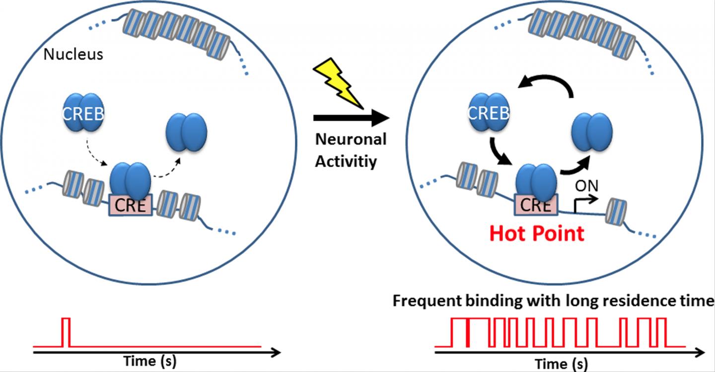 Novel insights into neuronal activity-depende | EurekAlert!
