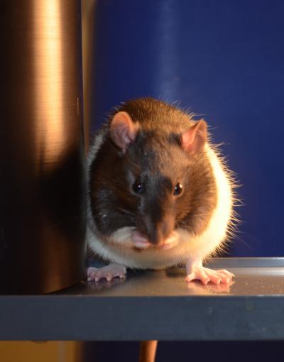 Light Switches Brain Signaling (3 of 10) | EurekAlert!