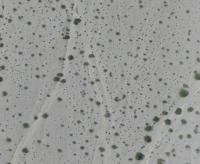 Creosote plants [IMAGE] | EurekAlert! Science News Releases