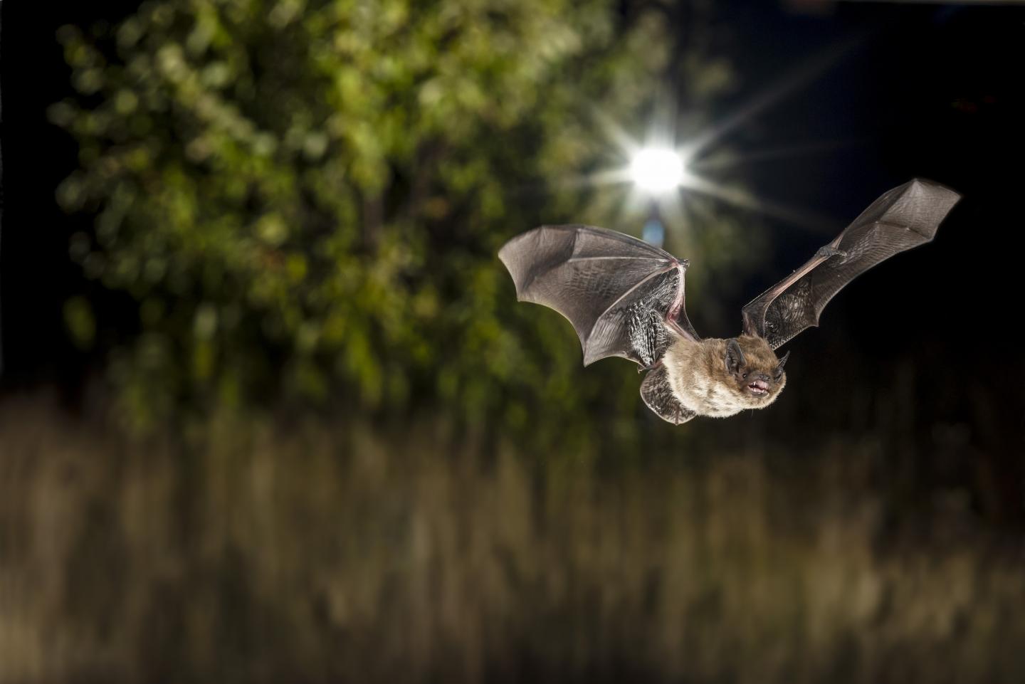 Nathusius Pipistrelle [IMAGE] | EurekAlert! Science News Releases