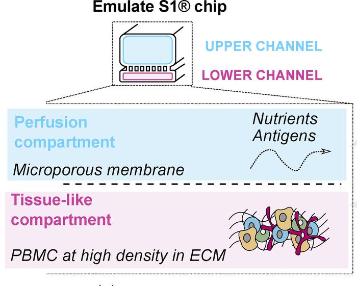Design of lymphoid organ-chips [IMAGE] | EurekAlert! Science News Releases