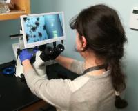 MDI Biological Laboratory receives $70,000 to | EurekAlert!