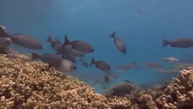 Engineers are 'Schooling' Themselves on Fish | EurekAlert!