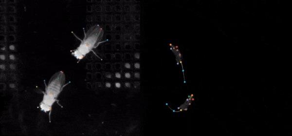 Animal Tracks [IMAGE] | EurekAlert! Science News Releases