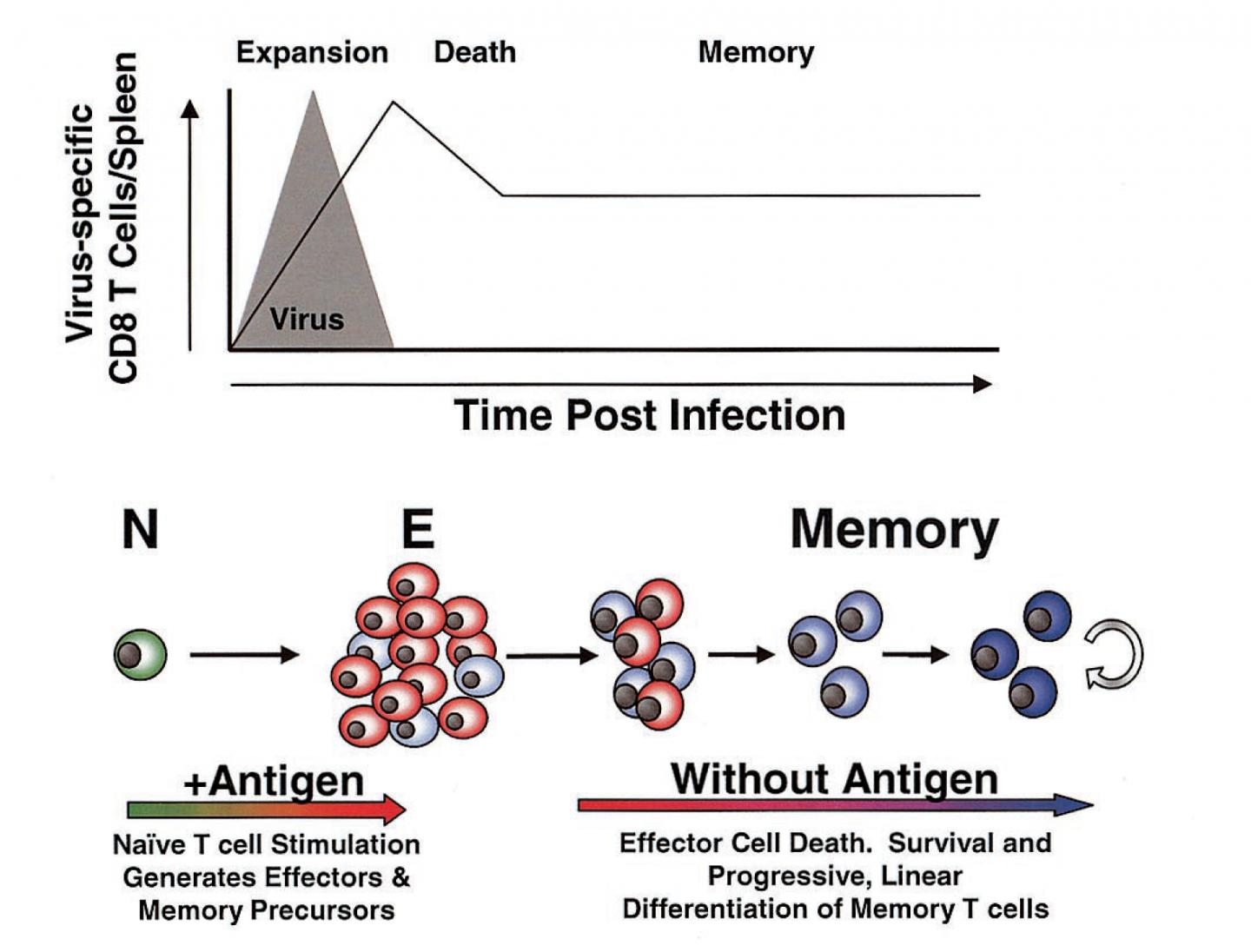 Penn team tracks rare T cells in blood to bet | EurekAlert!